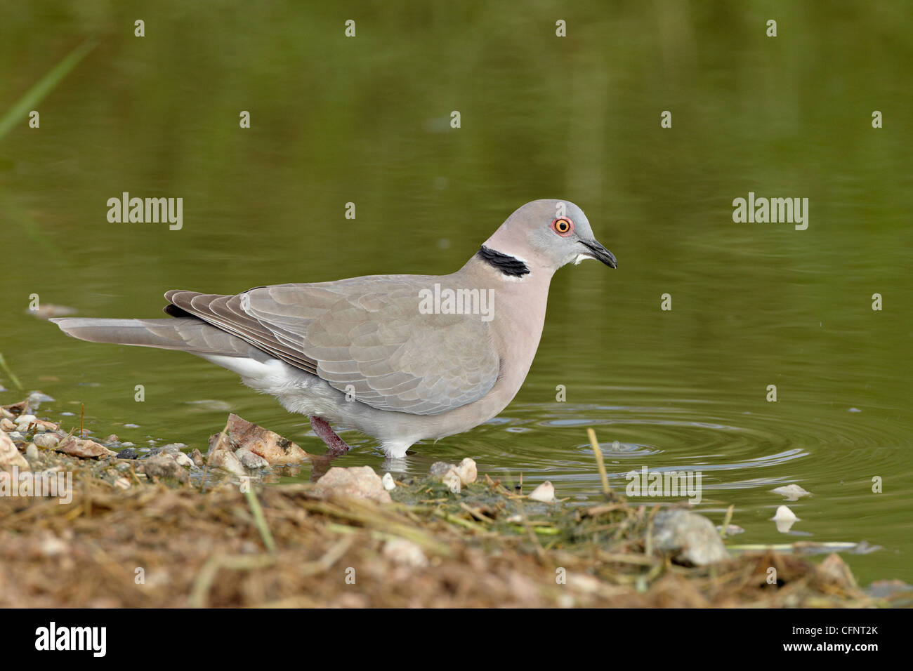 African mourning dove (mourning collared dove) (Streptopelia decipiens ...