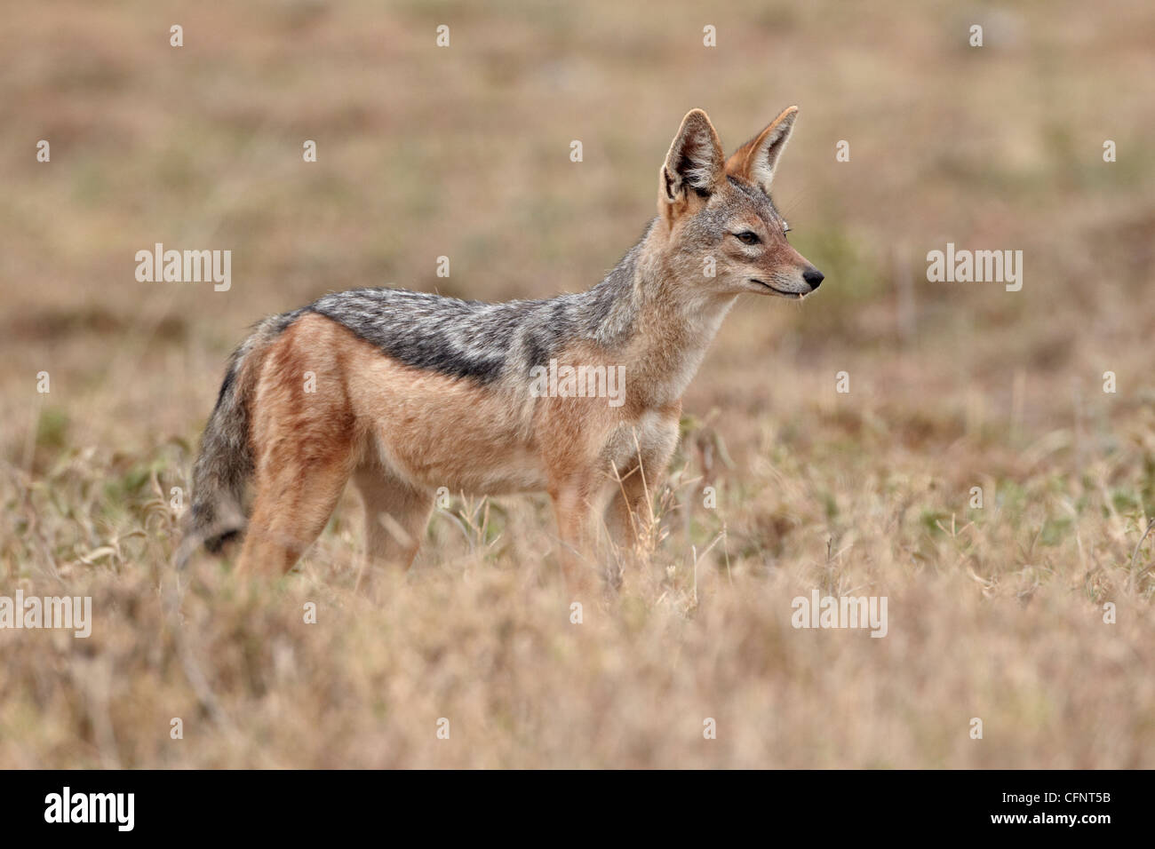 Black-backed jackal (silver-backed jackal) (Canis mesomelas), Serengeti ...