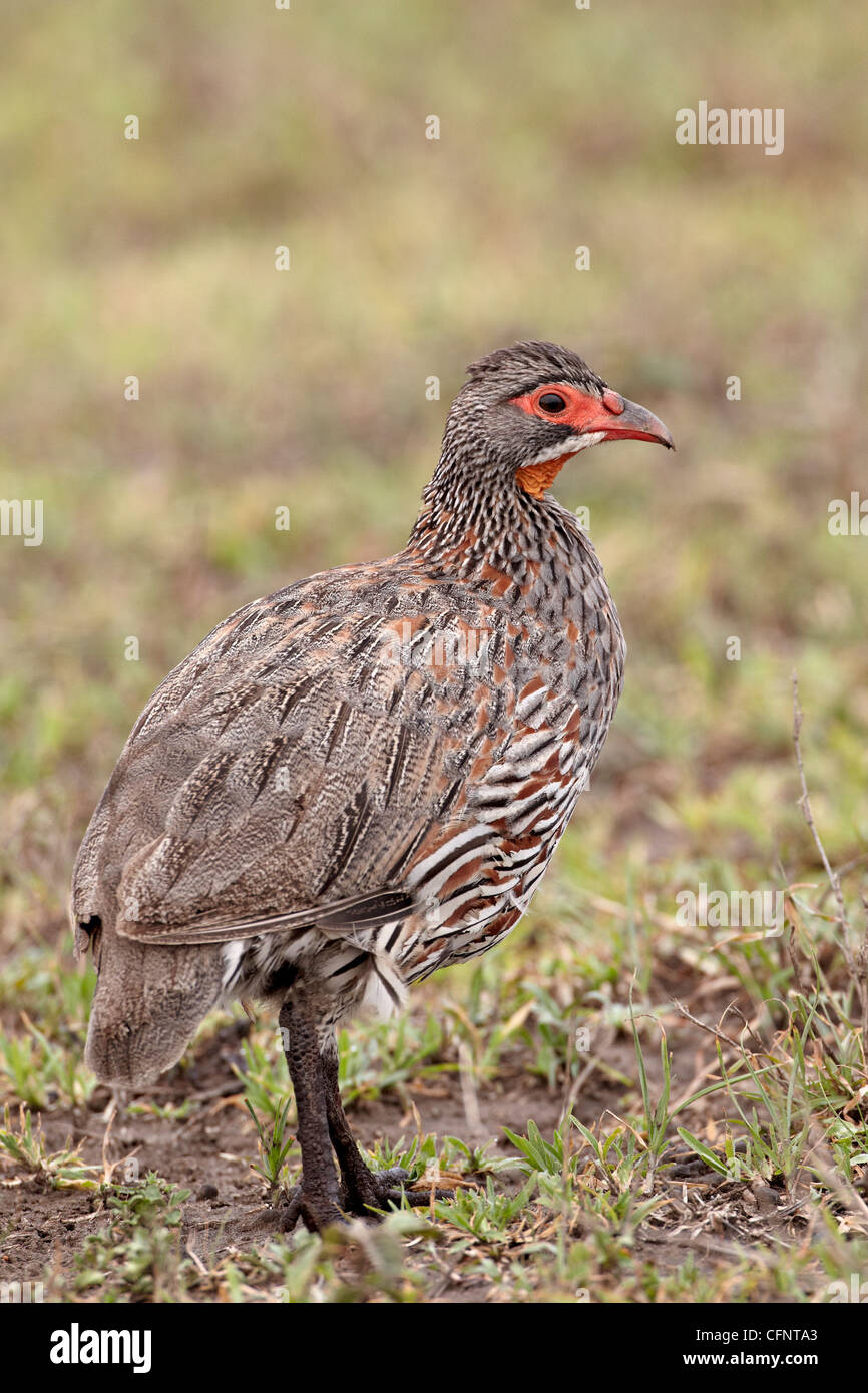 Grey-breasted spurfowl (grey-breasted francolin), Tanzania, East Africa, Africa Stock Photo - Alamy