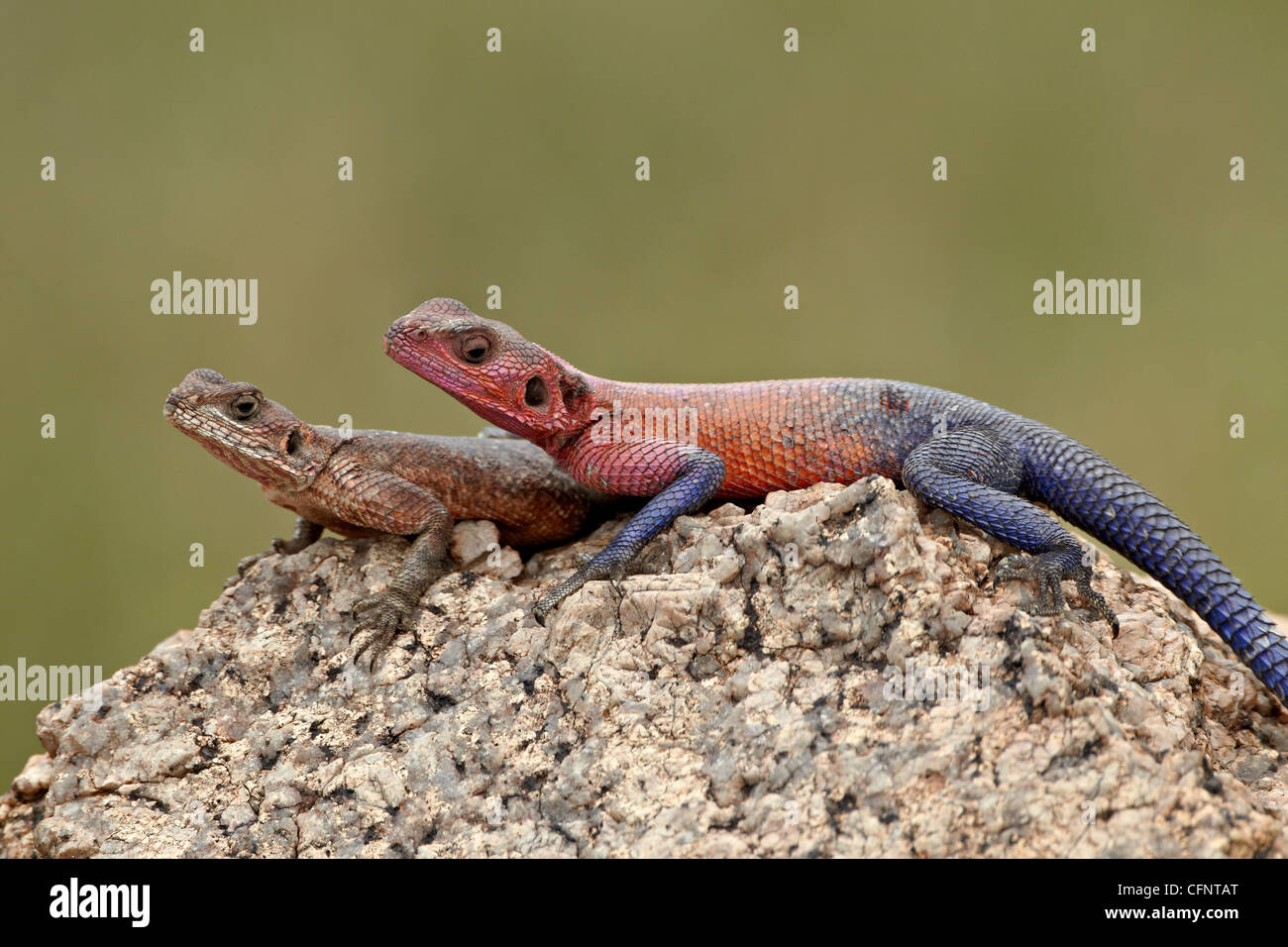 Red-headed agama (Agama agama) pair, Serengeti National Park, Tanzania ...