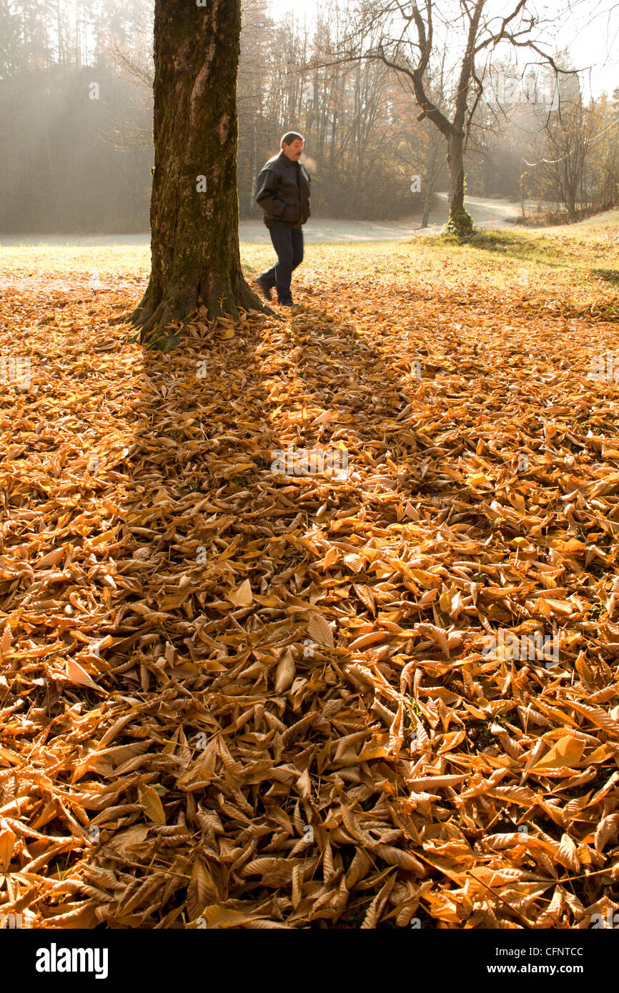 Lake Bled in Autumn. The walking path circumnavigates the entire lake ...