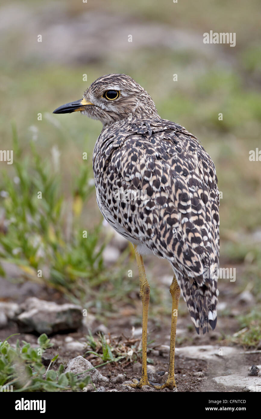 Spotted thick-knee (spotted dikkop) (Burhinus capensis), Serengeti ...