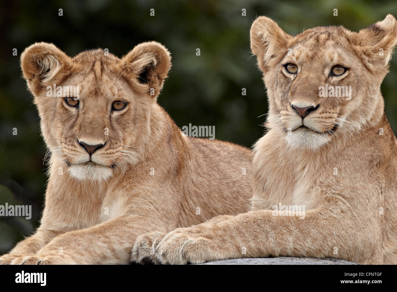 Lion cubs africa hi-res stock photography and images - Alamy