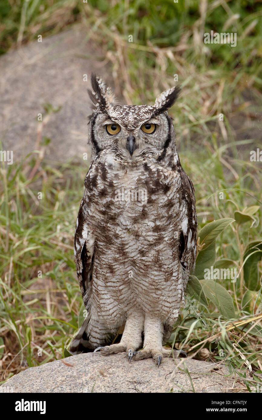 Spotted eagle owl (Bubo africanus) with its eyes open, Serengeti ...