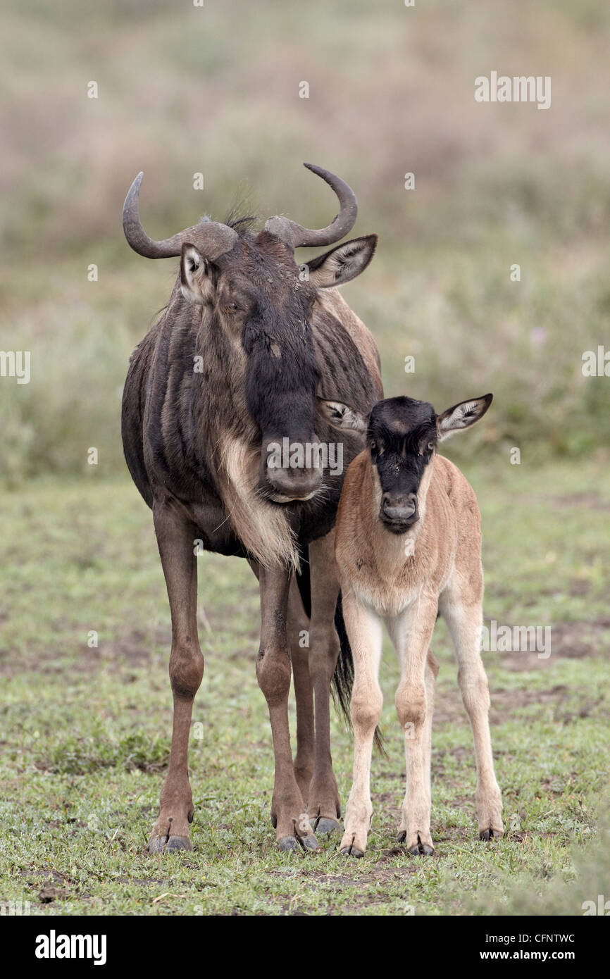 Blue wildebeest (brindled gnu) (Connochaetes taurinus) cow and calf ...