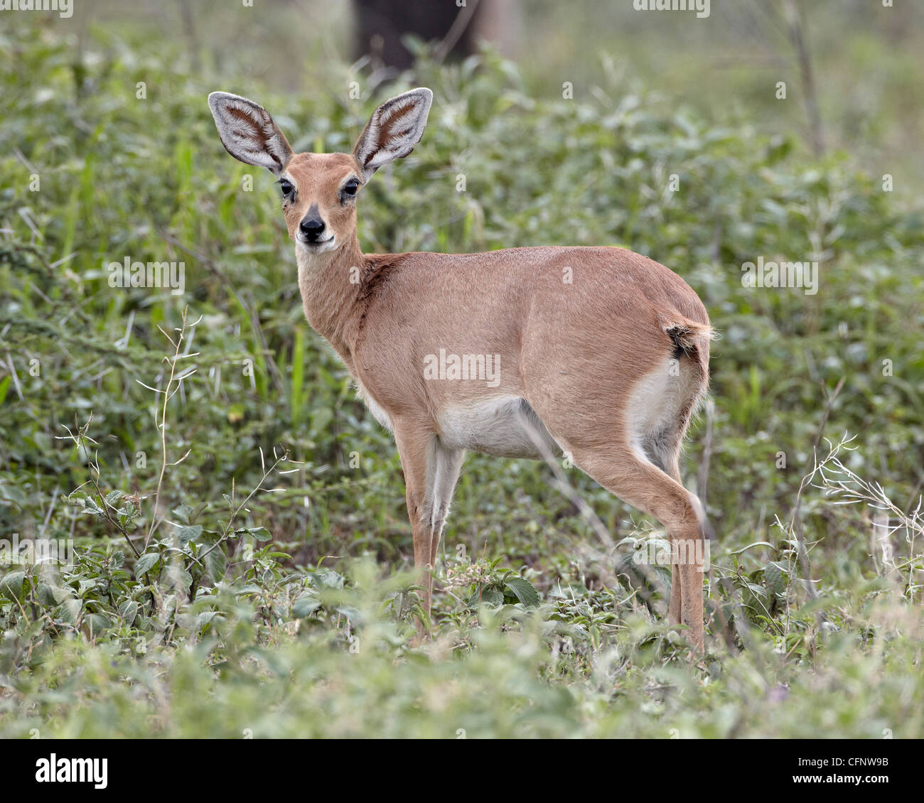 Female steenbok hi-res stock photography and images - Alamy