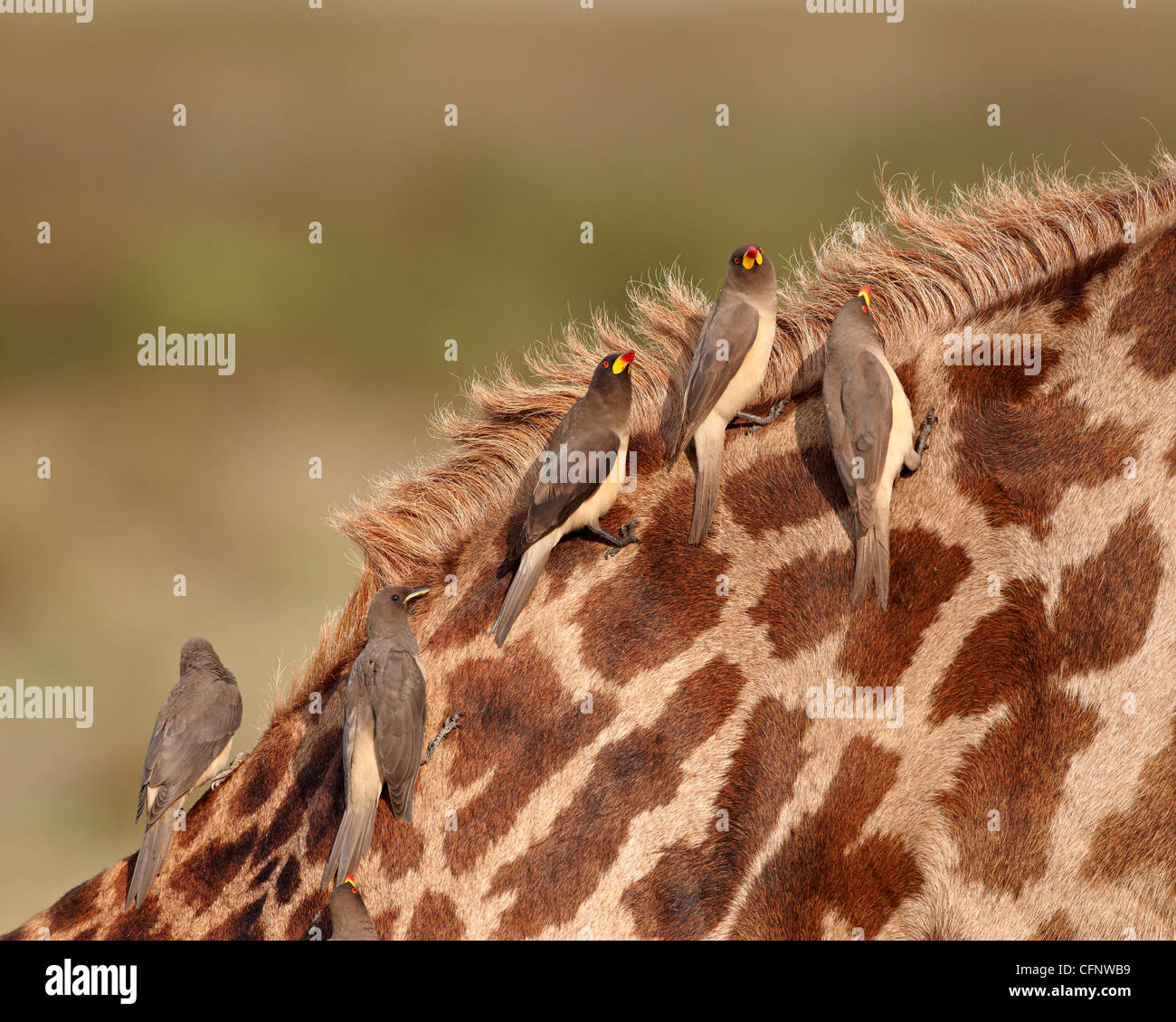 Several yellow-billed oxpecker (Buphagus africanus), Serengeti National ...
