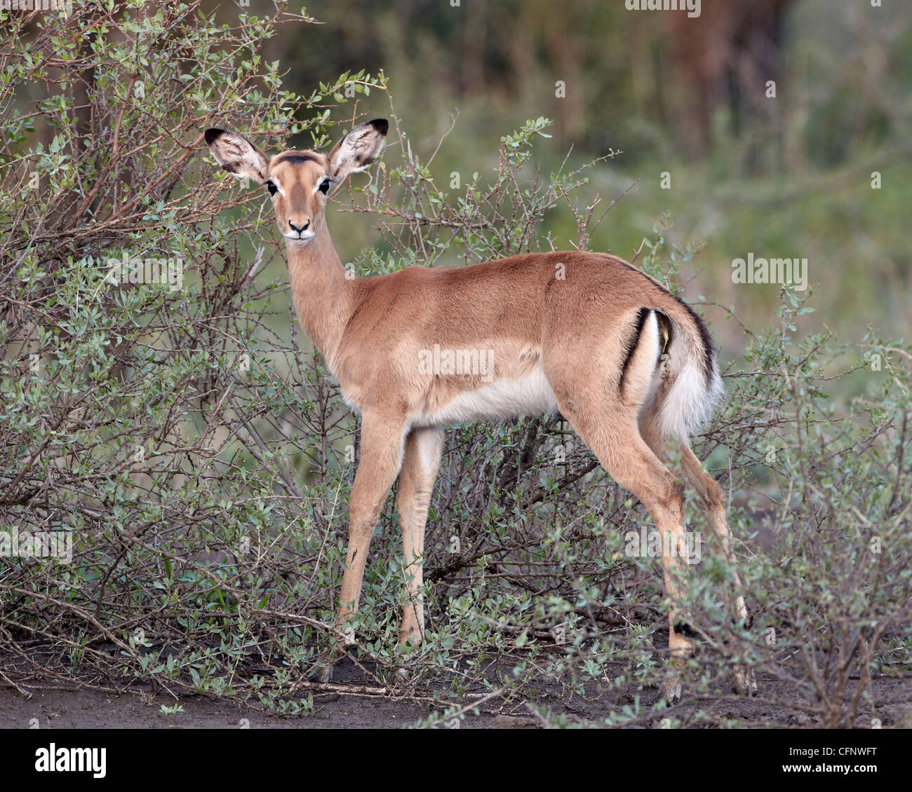 Female impala (Aepyceros melampus), Serengeti National Park, Tanzania ...