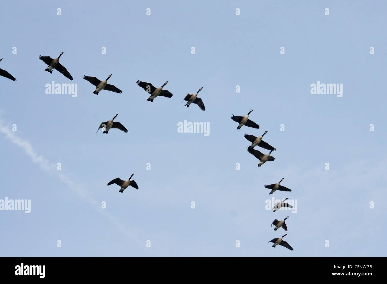 Goose migrating hi-res stock photography and images - Alamy