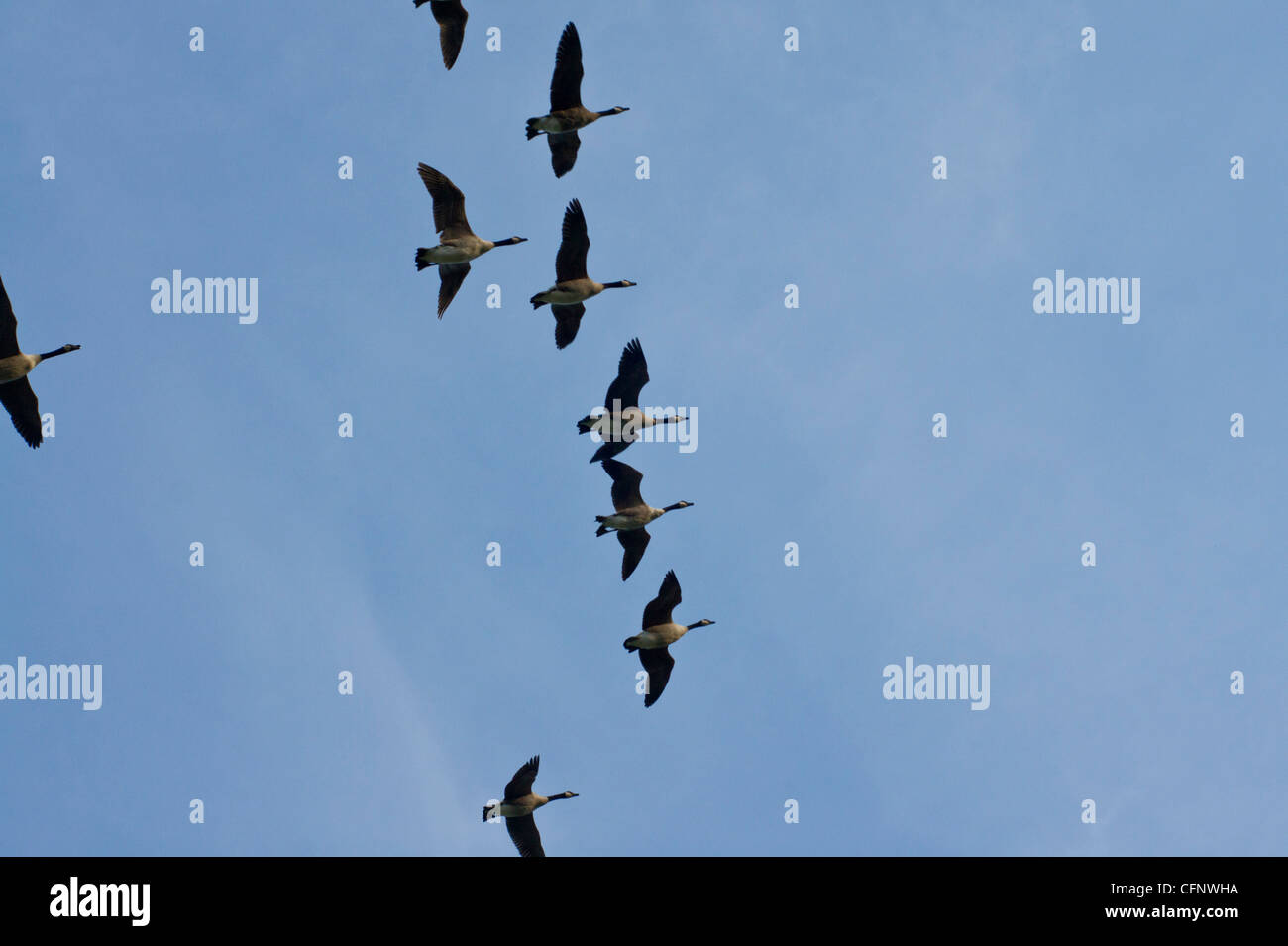 Geese migrating in autumn Stock Photo - Alamy