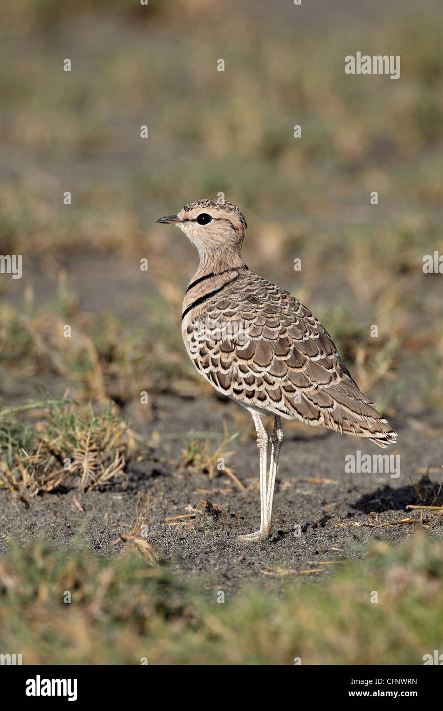 Two banded courser hi-res stock photography and images - Alamy
