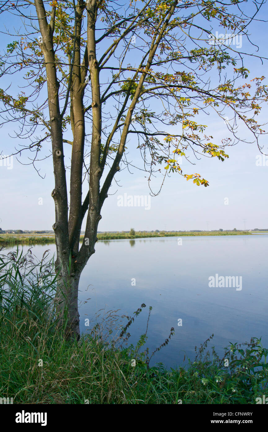 Oak tree and a Lake Stock Photo - Alamy