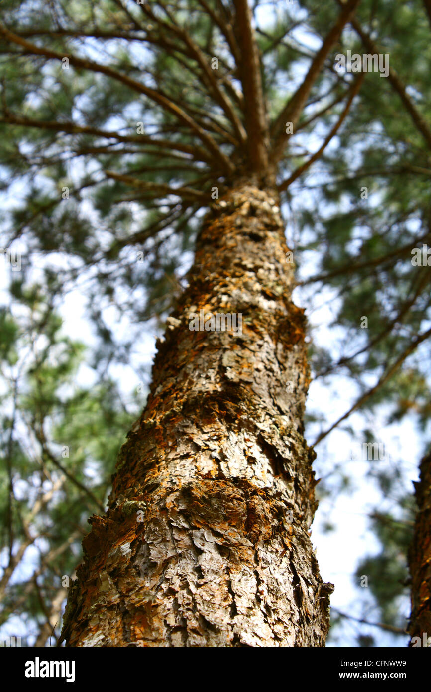 trees and forest Stock Photo - Alamy