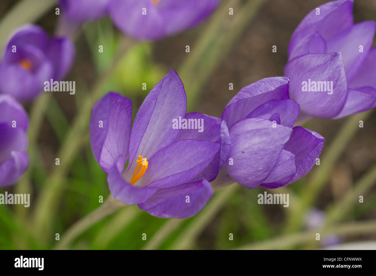 Purple Crocus flowers Stock Photo - Alamy