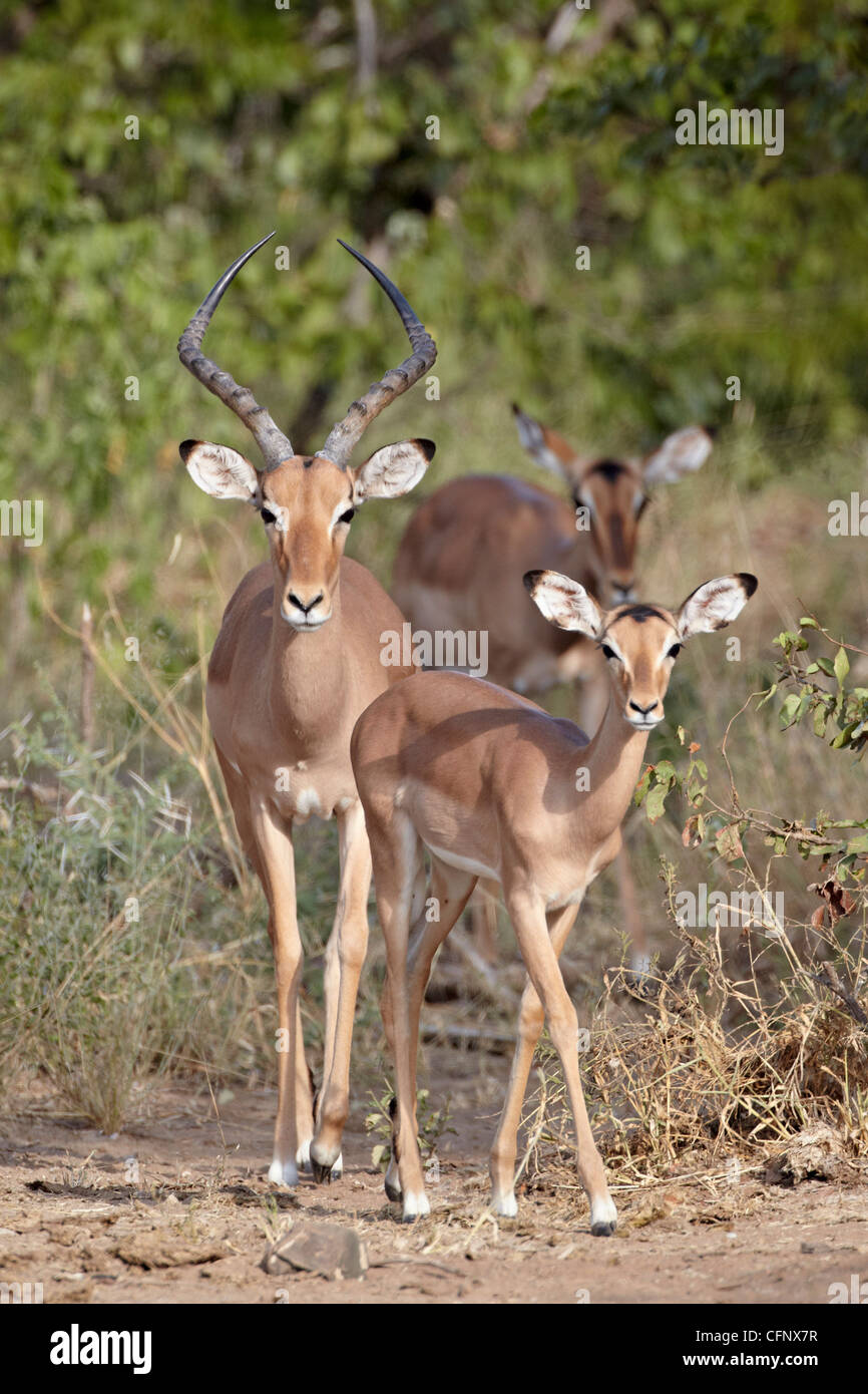 Kruger park walking safari people hi-res stock photography and images - Alamy