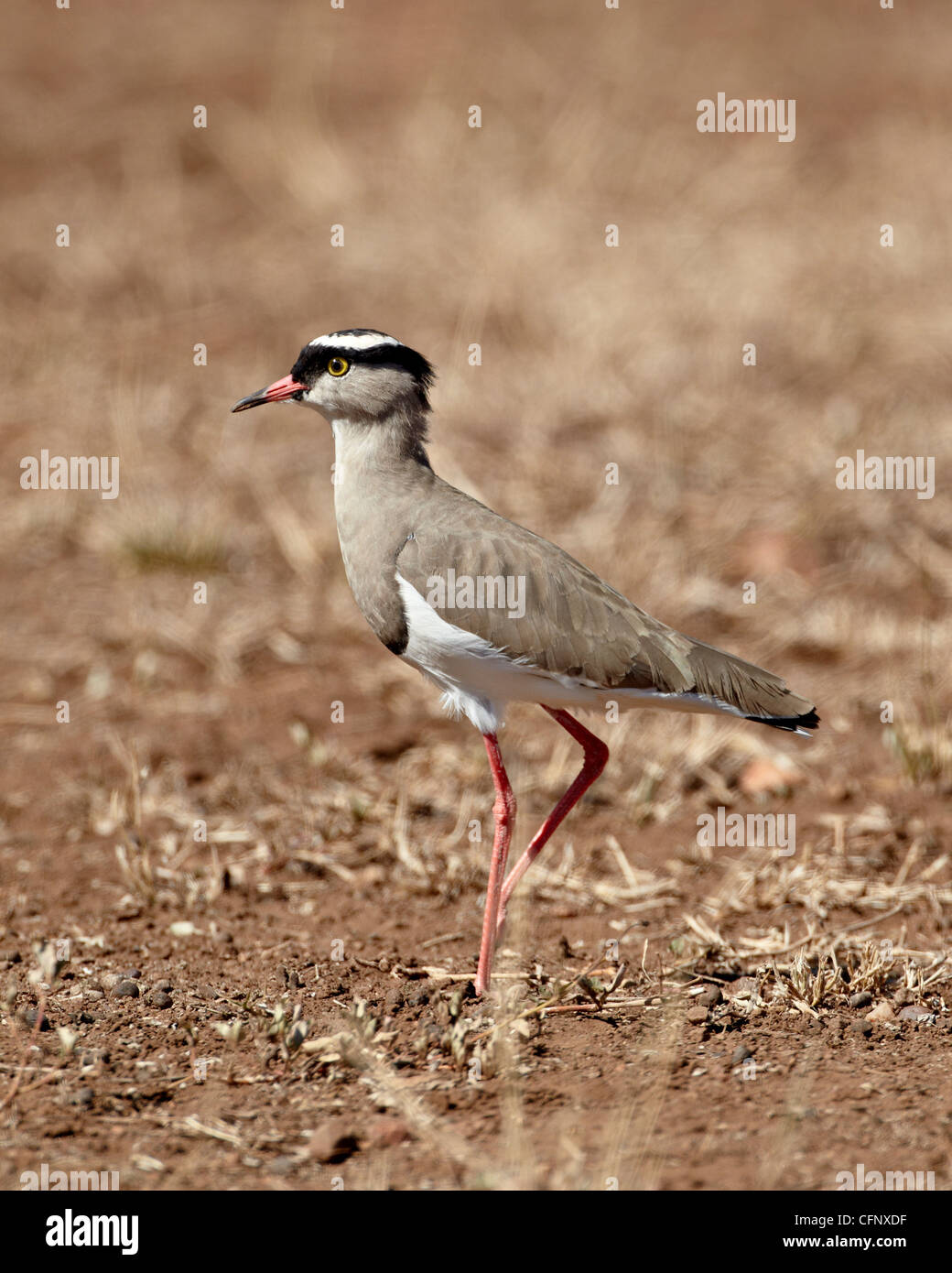 Crowned plover (crowned lapwing) (Vanellus coronatus), Kruger National ...