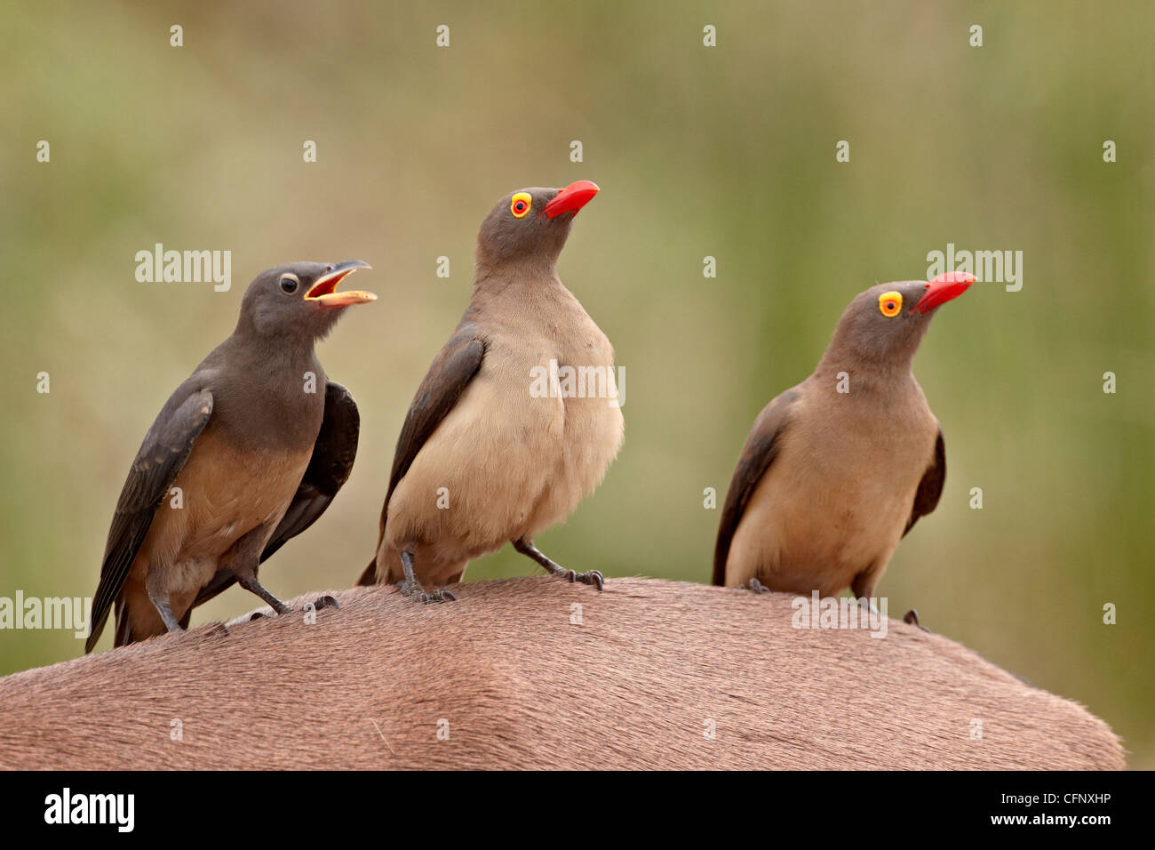 Red Billed Oxpecker