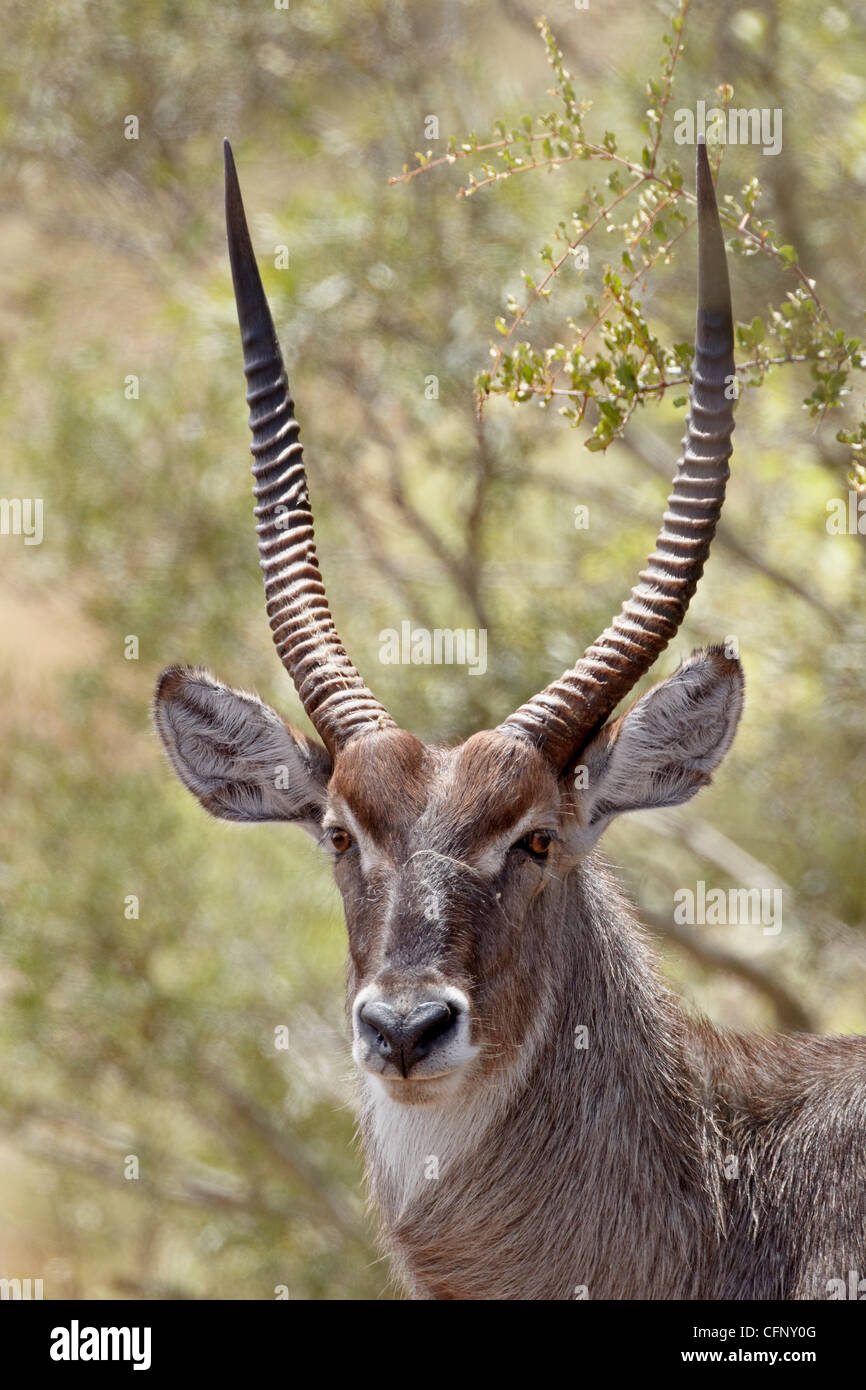 Common waterbuck (Ellipsen waterbuck) (Kobus ellipsiprymnus ...