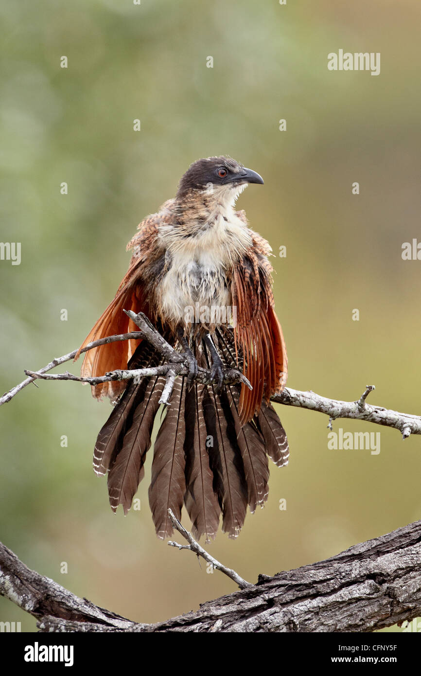 Coucal africa hi-res stock photography and images - Alamy