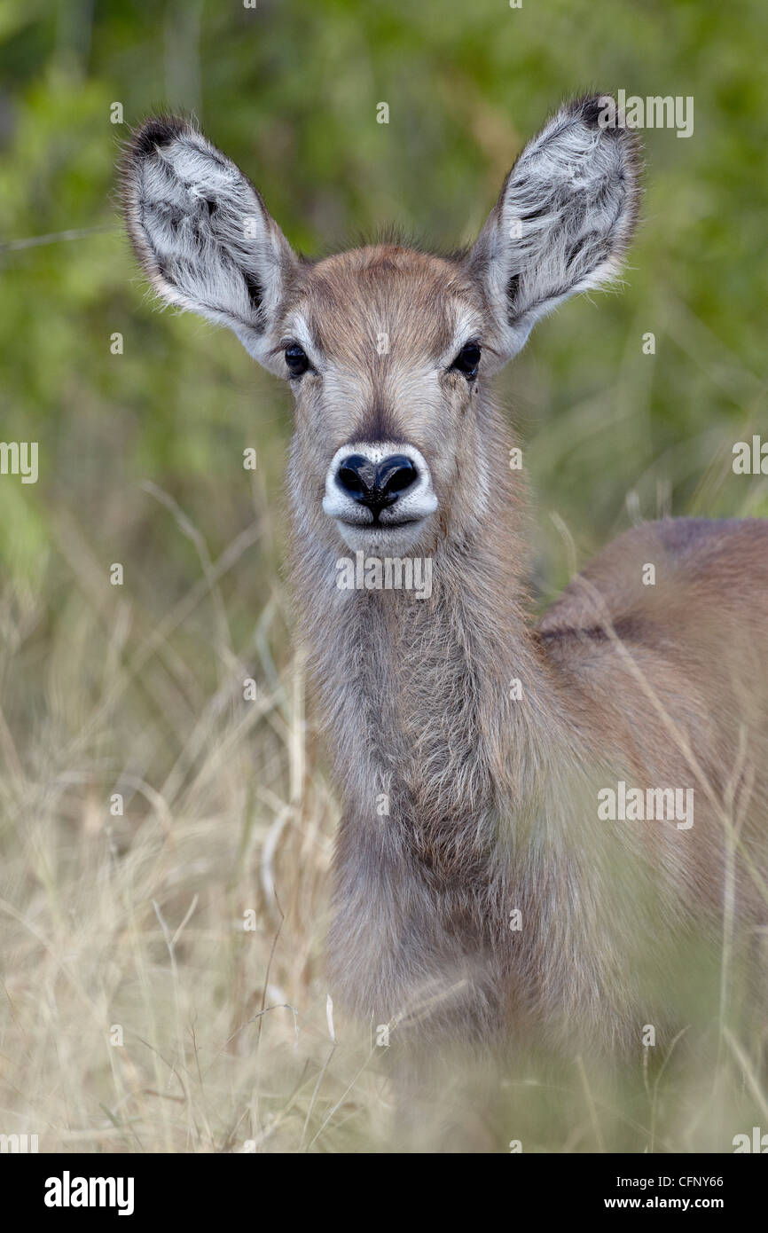 Ellipsen waterbuck hi-res stock photography and images - Alamy