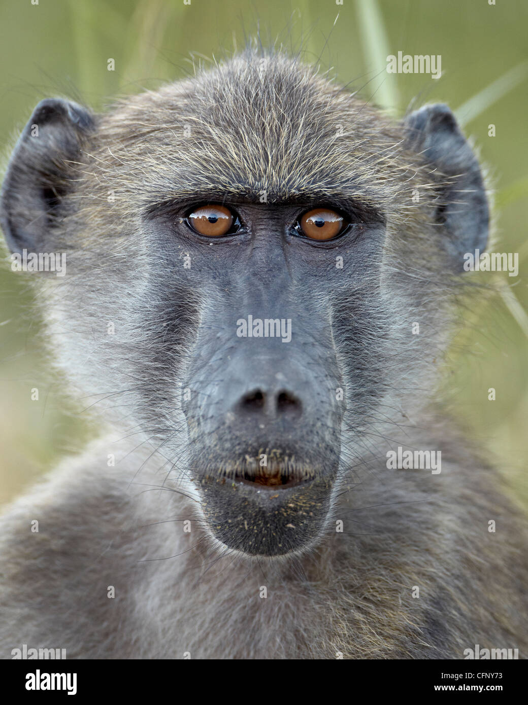 Young Chacma baboon (Papio ursinus), Kruger National Park, South Africa ...