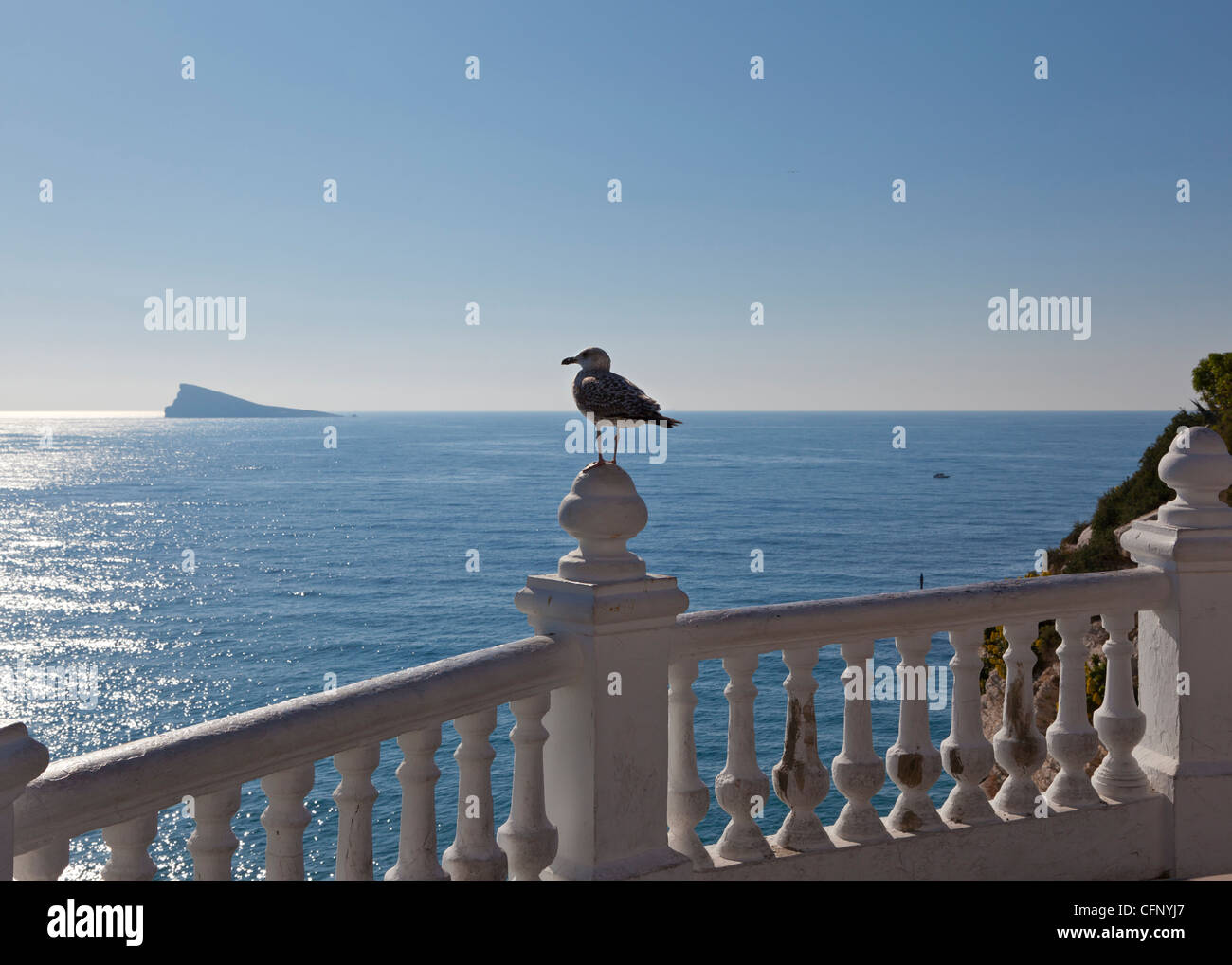 Island of Benidorm, seeing from the Castle Square, with a seagull ...