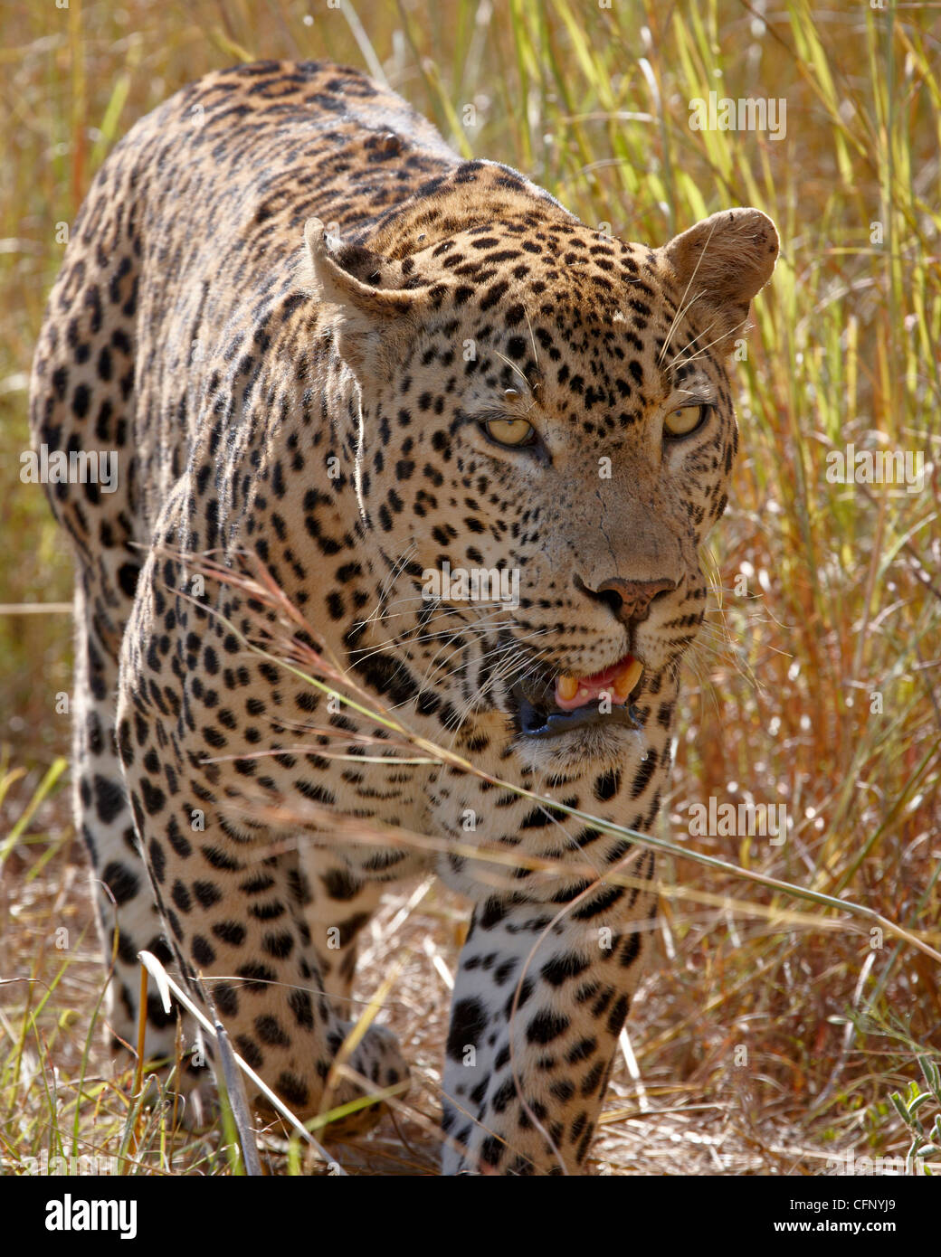 Male leopard (Panthera pardus), Kruger National Park, South Africa ...