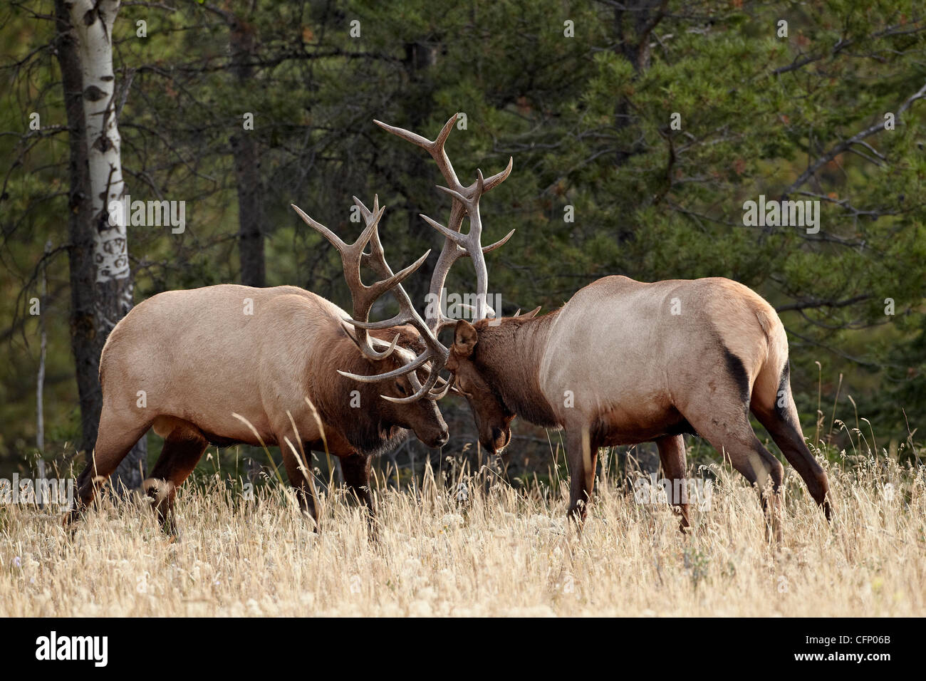 Two bull elk (Cervus canadensis), Alberta, Canada, North America Stock ...