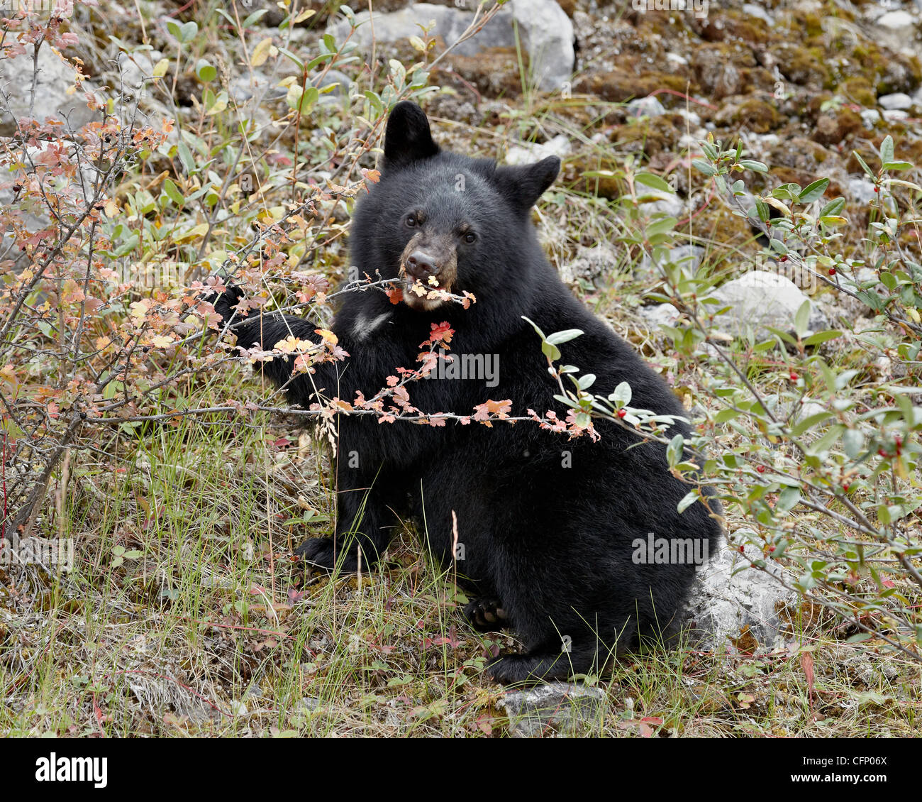 Cub eating canadian gooseberry berries hi-res stock photography and ...
