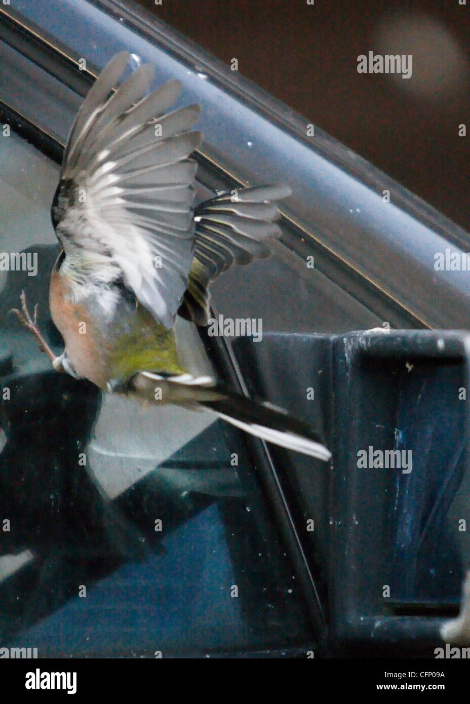 Stupid bird hi-res stock photography and images - Alamy