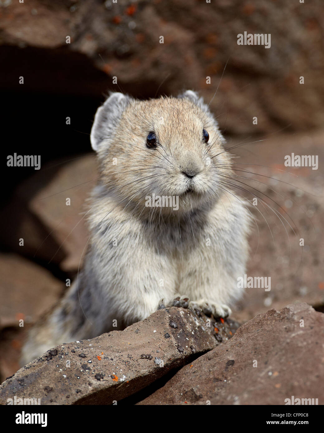 American pika (Ochotona princeps), Peter Lougheed Provincial Park ...