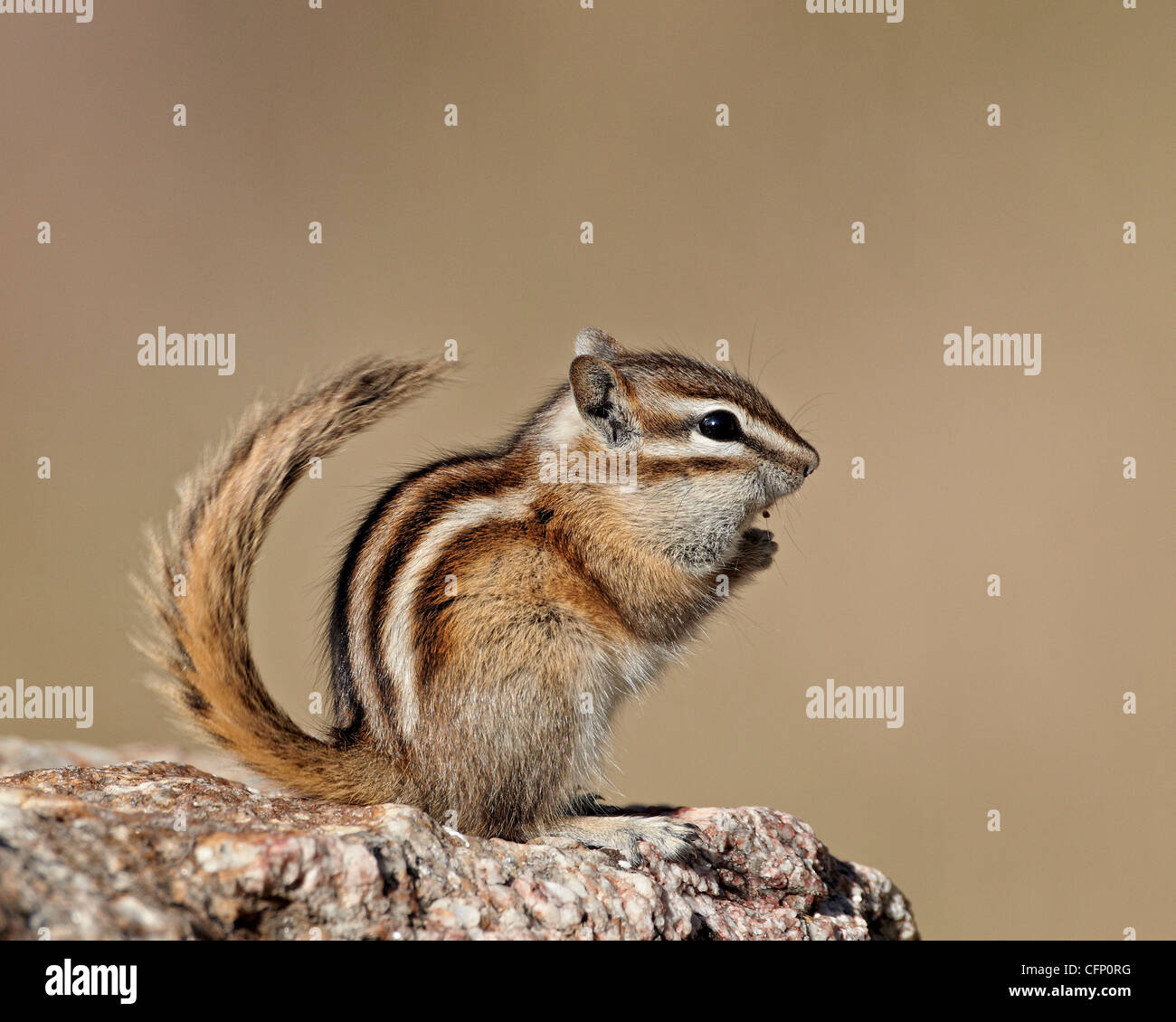 Least chipmunk (Neotamias minimus), Custer State Park, South Dakota ...