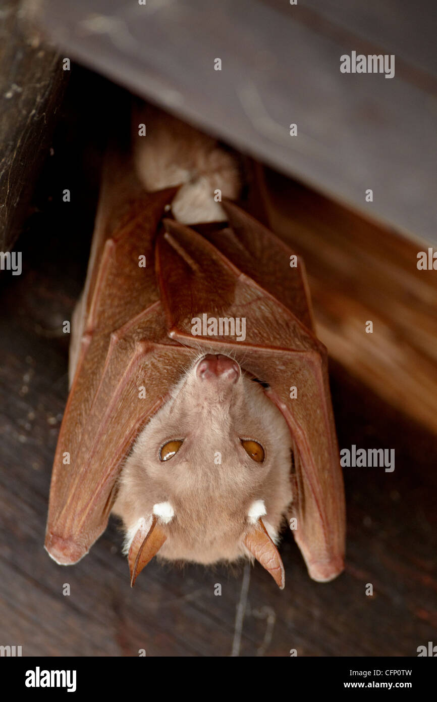 Wahlberg's epauletted fruit bat (Epomophorus wahlbergi), Kruger ...