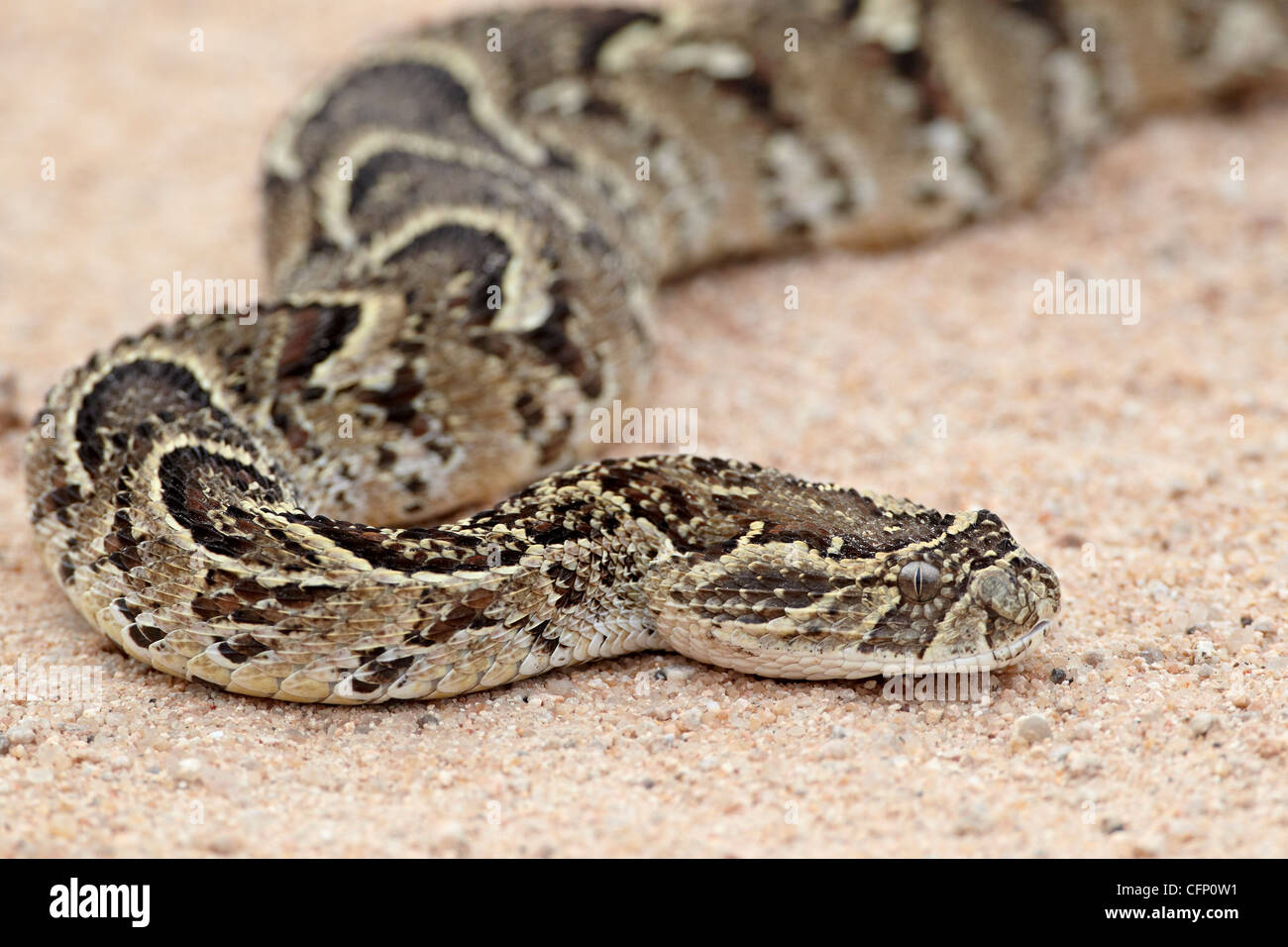 Puff Adder Striking