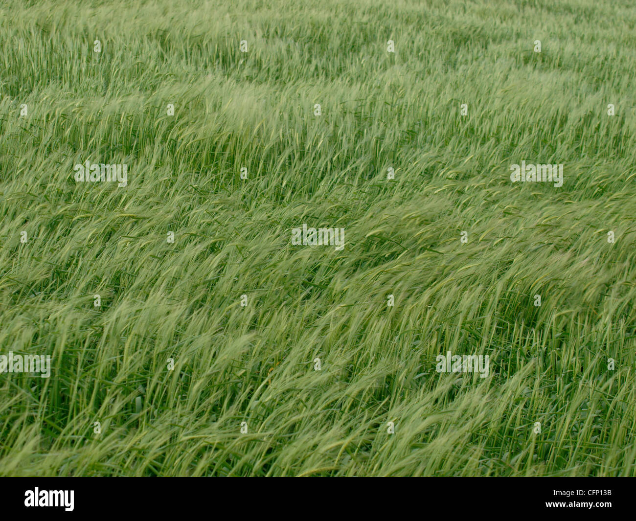 Crop swaying in wind hi-res stock photography and images - Alamy