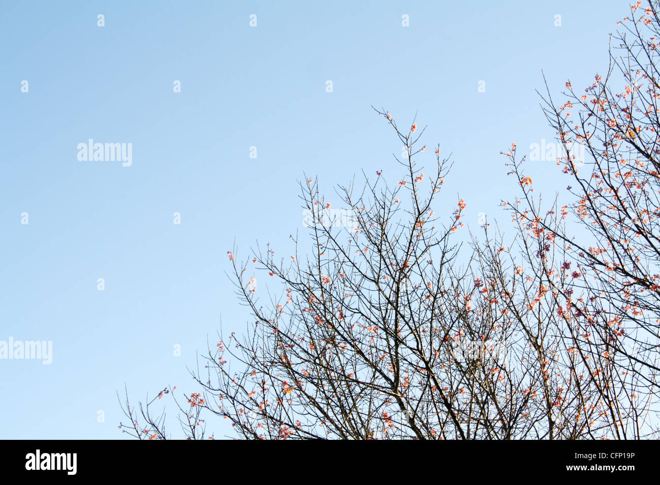 Fall clip art hi-res stock photography and images - Alamy