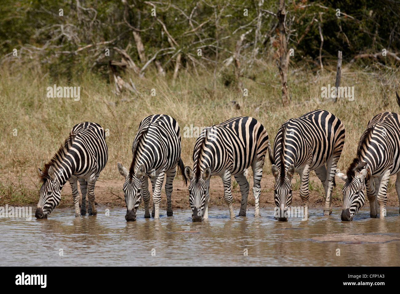 Five chapmans zebra hi-res stock photography and images - Alamy