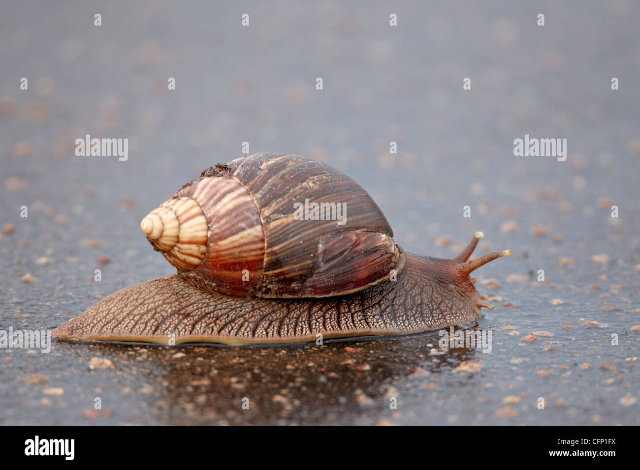Kruger snail hi-res stock photography and images - Alamy