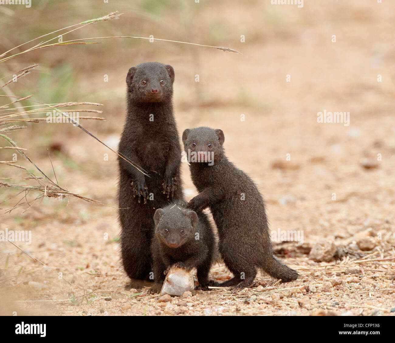 Three dwarf mongoose hi-res stock photography and images - Alamy