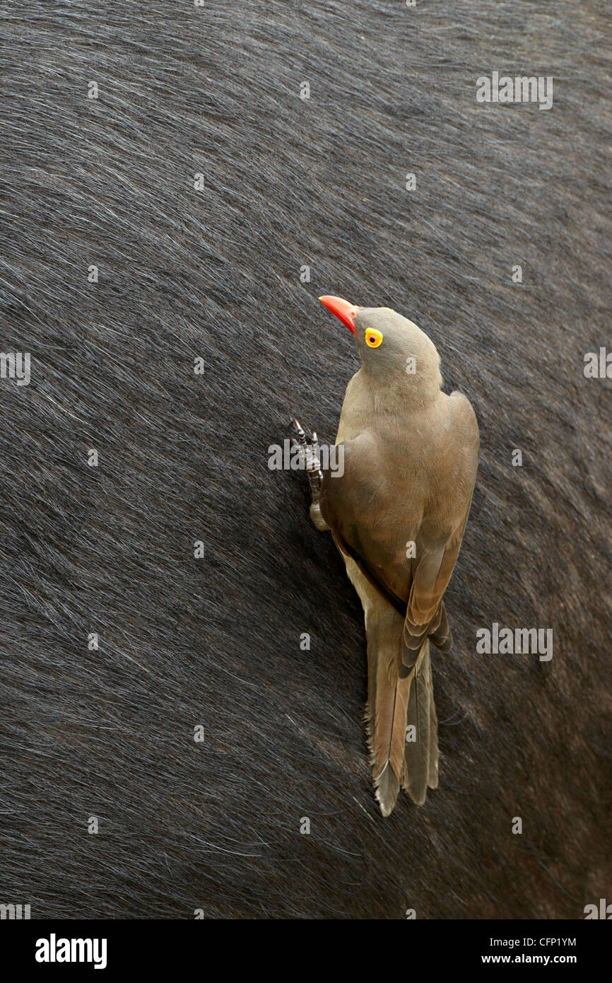 Red-billed oxpecker (Buphagus erythrorhynchus) on a Cape buffalo ...