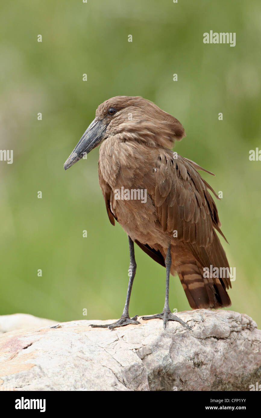 Scopus umbretta hamerkop hi-res stock photography and images - Alamy