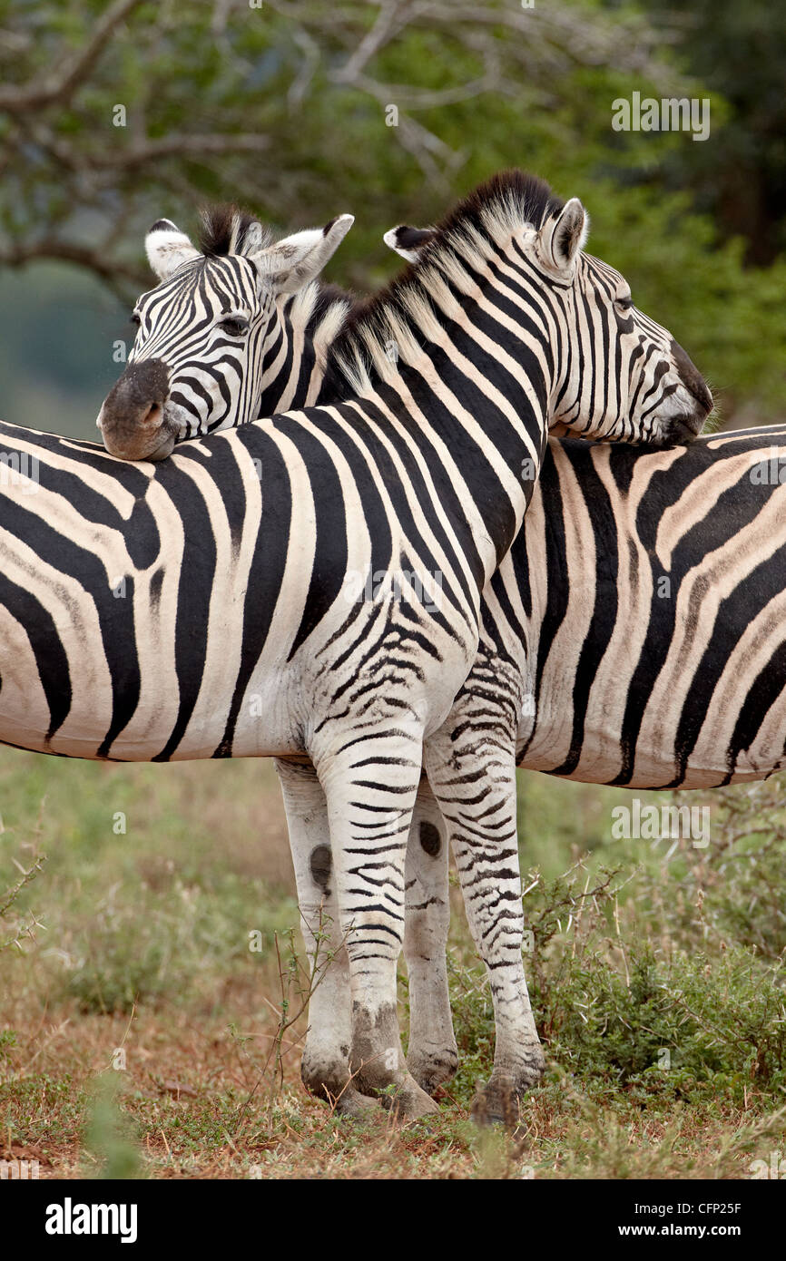 Two Chapman's zebra (plains zebra) (Equus burchelli antiquorum ...