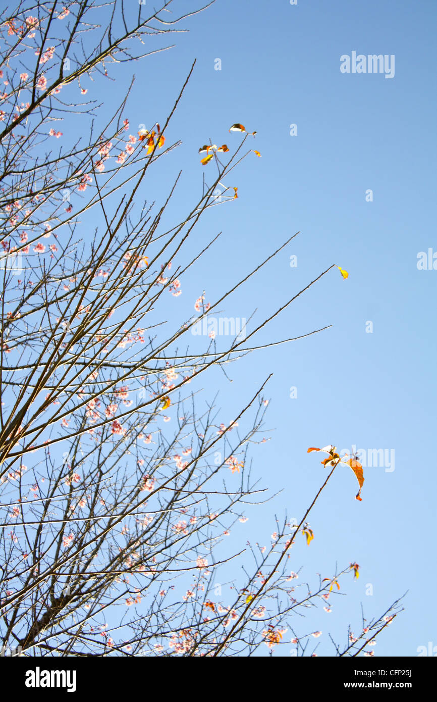 Land art fall leaf hi-res stock photography and images - Alamy