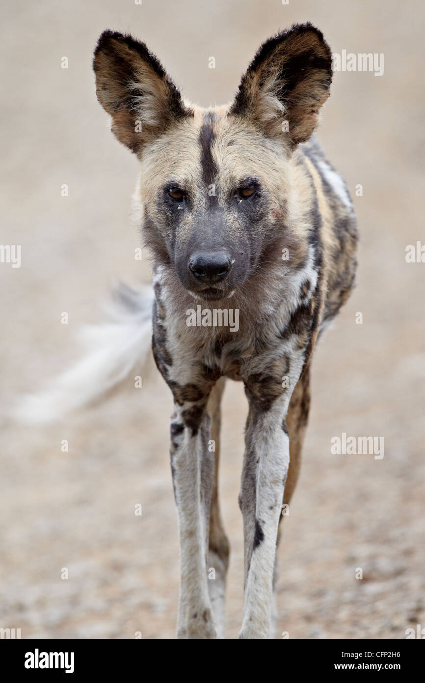 African wild dog (African hunting dog) (Cape hunting dog) (Lycaon ...
