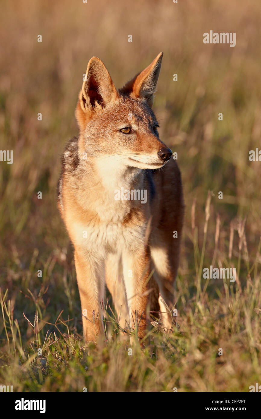Black-backed jackal (silver-backed jackal) (Canis mesomelas), Mountain ...