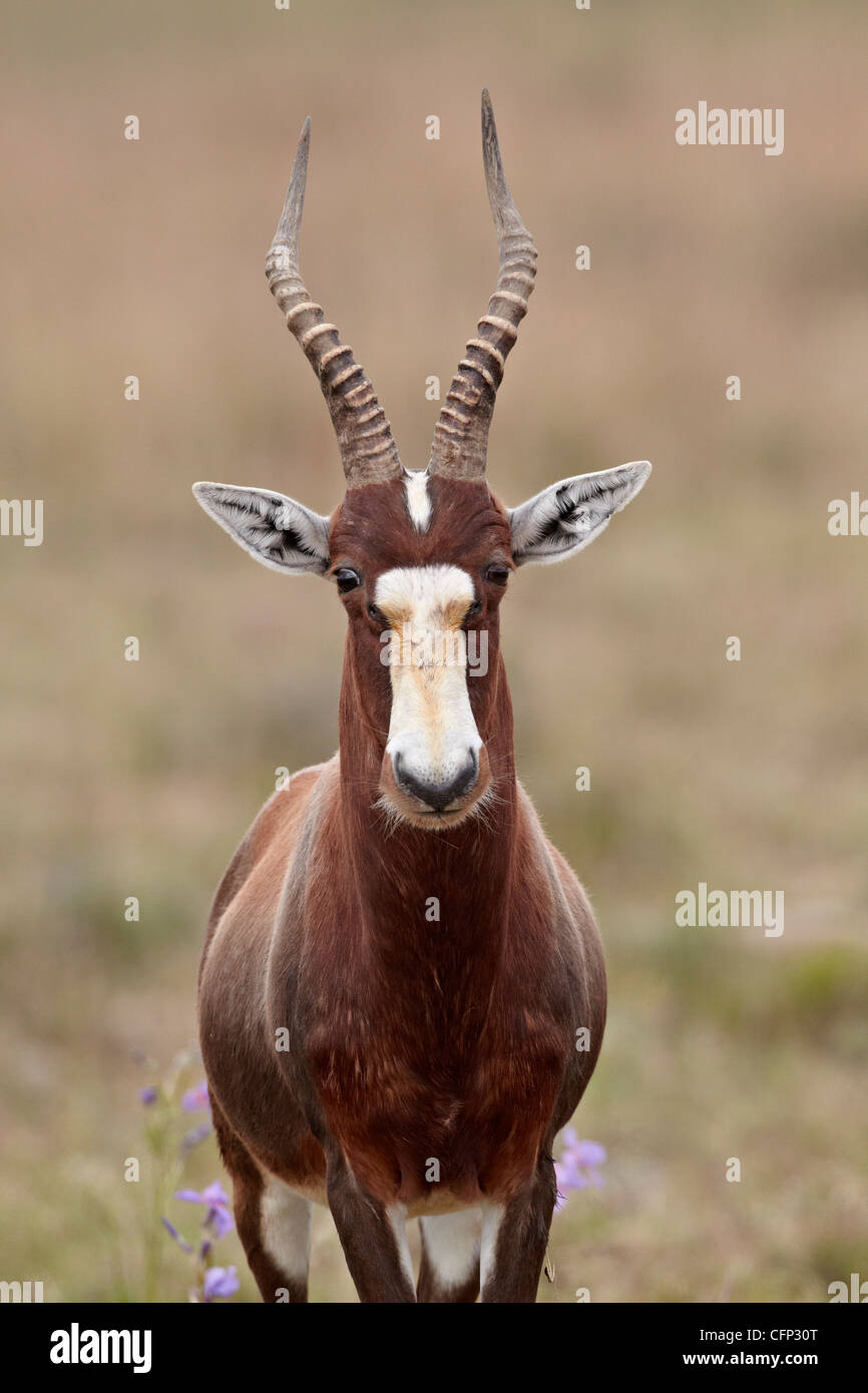 Blesbok (Damaliscus pygargus phillipsi), Mountain Zebra National Park ...
