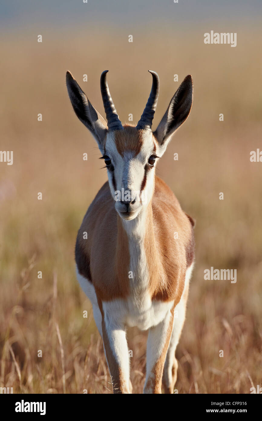 Springbok hi-res stock photography and images - Alamy
