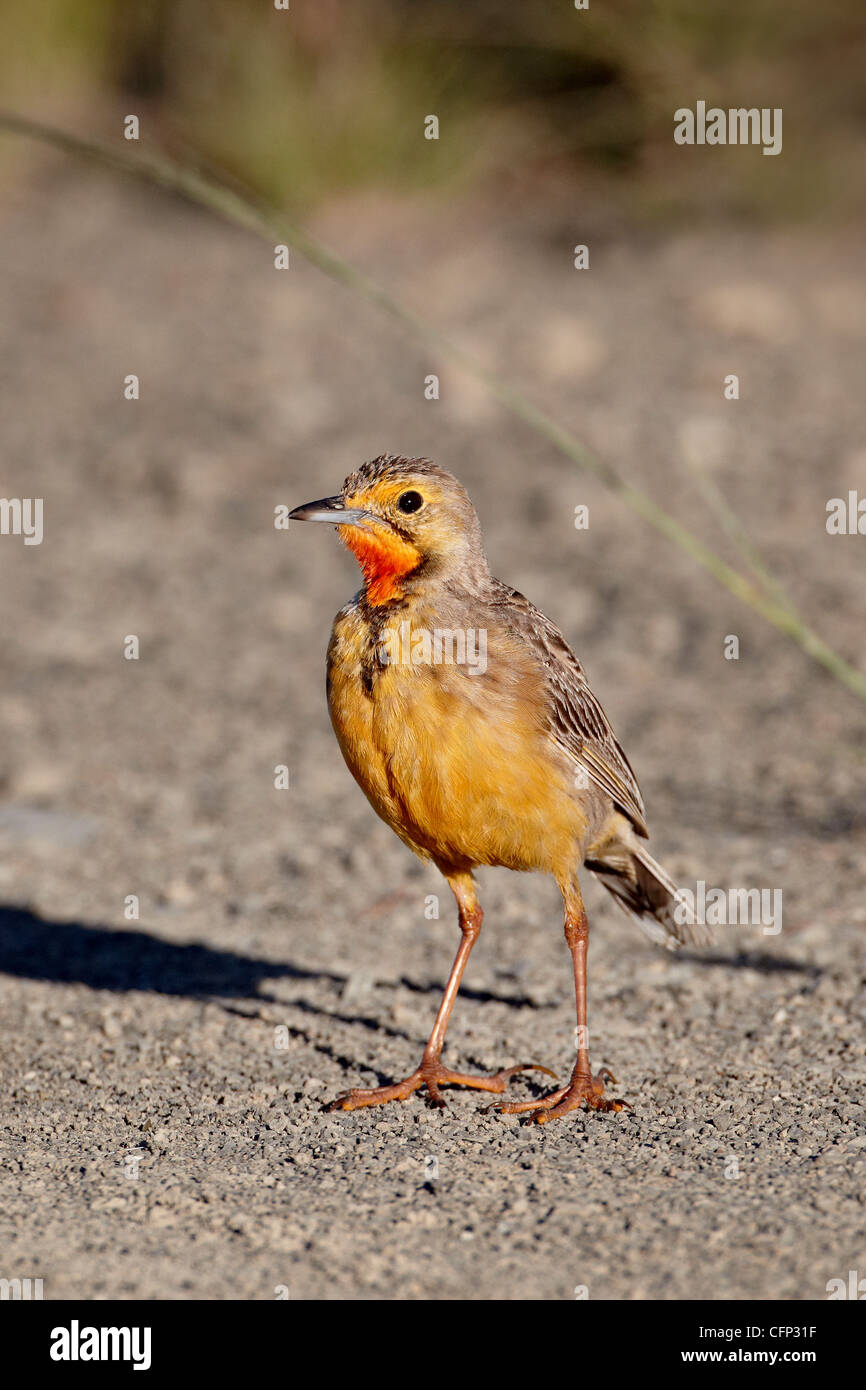 Orange-throated longclaw (Cape longclaw) (Macronyx capensis), Mountain ...