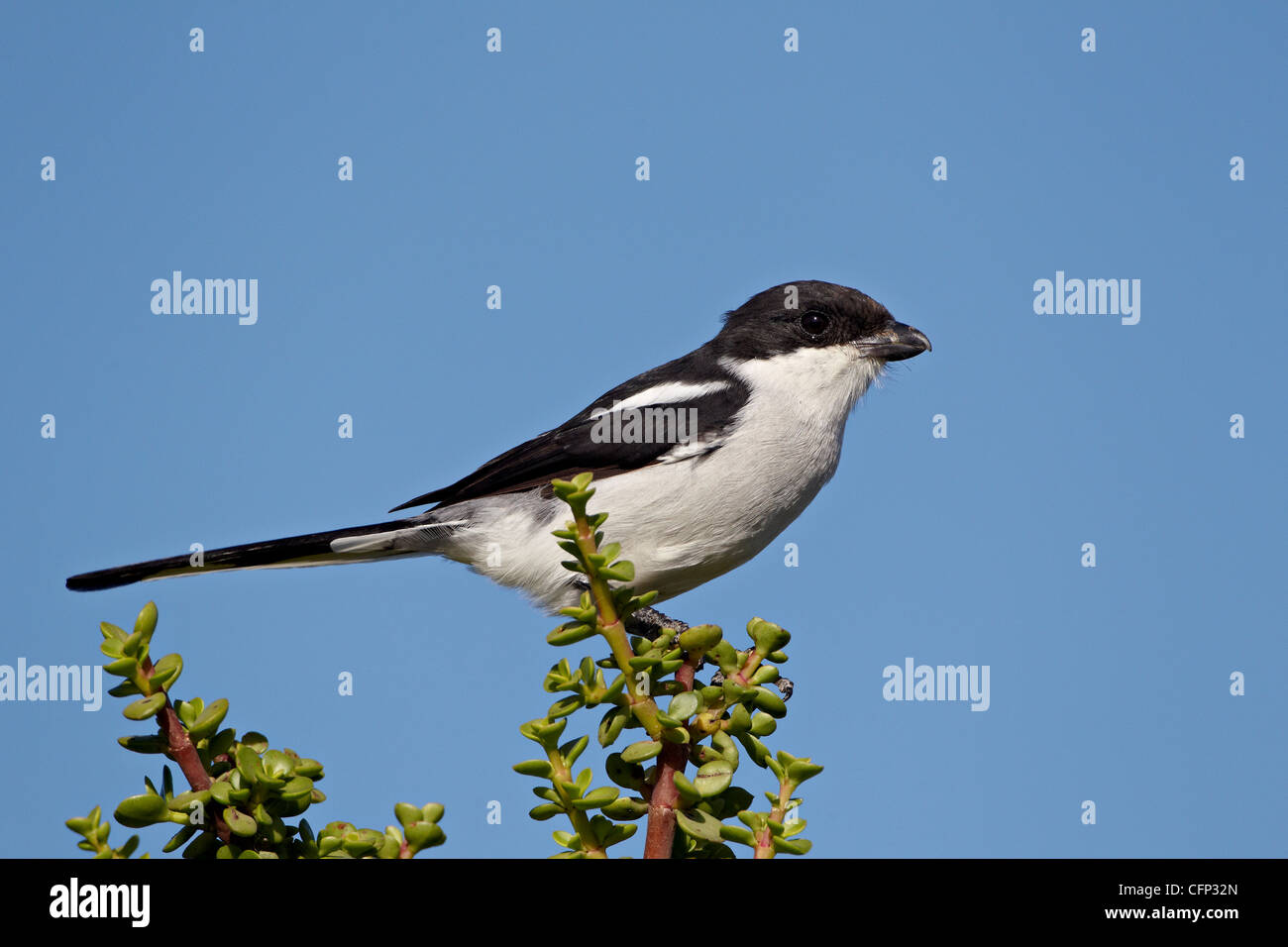 Fiscal shrike (common fiscal) (Lanius collaris), Addo Elephant National ...