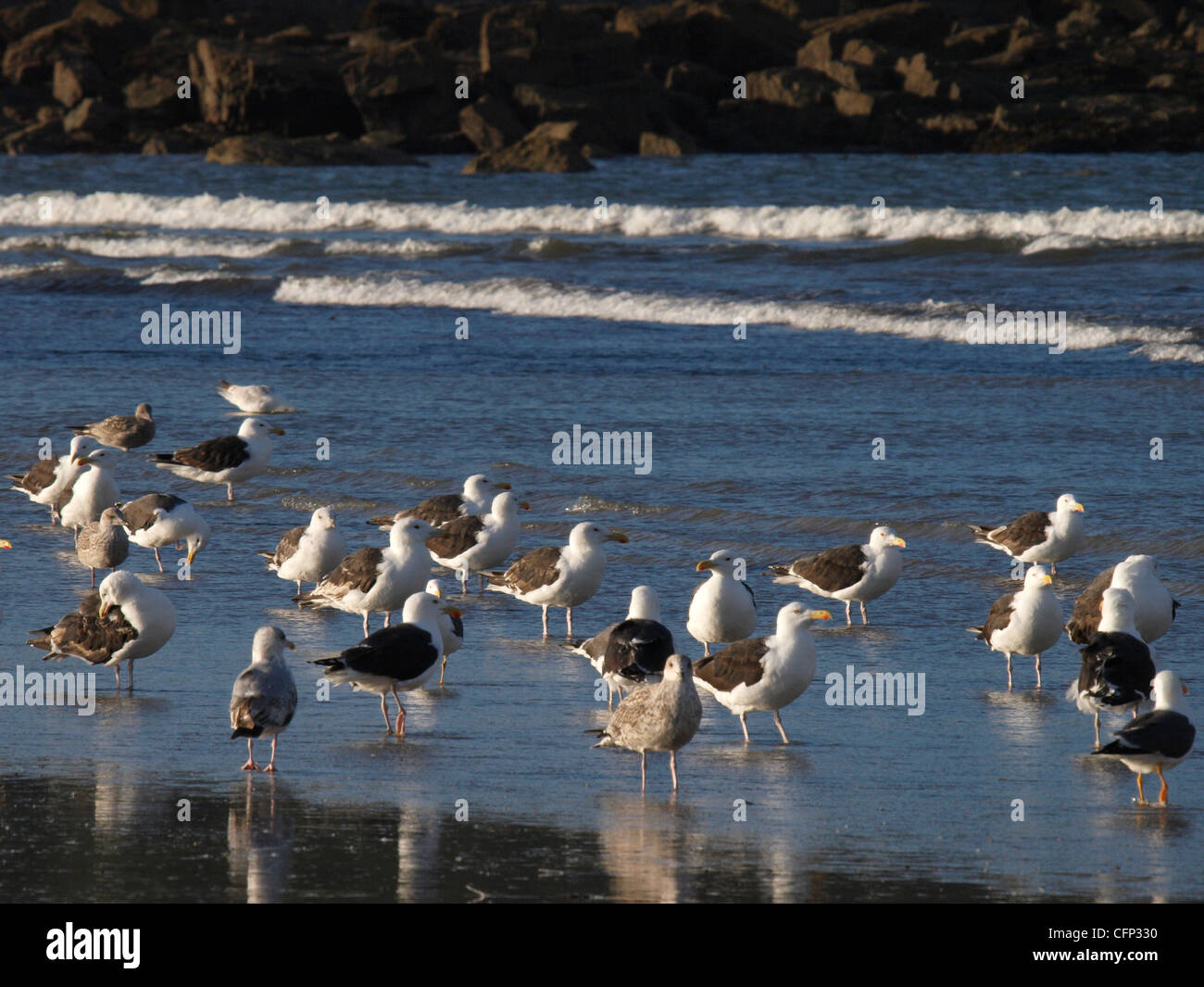 Gulls on the seashore, Cornwall, UK Stock Photo - Alamy